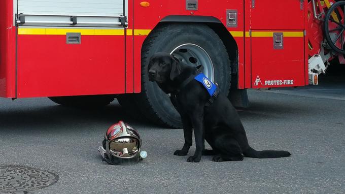 Retour sur la mission de Lol à Cahors, le premier chien d’assistance ...